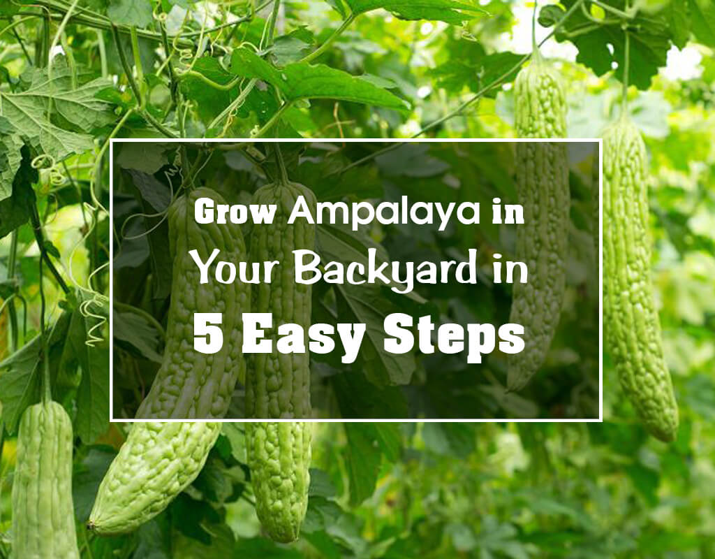 Ampalaya Plus 101: Everything You Need to Know | Ampalaya Plus - Bitter ...